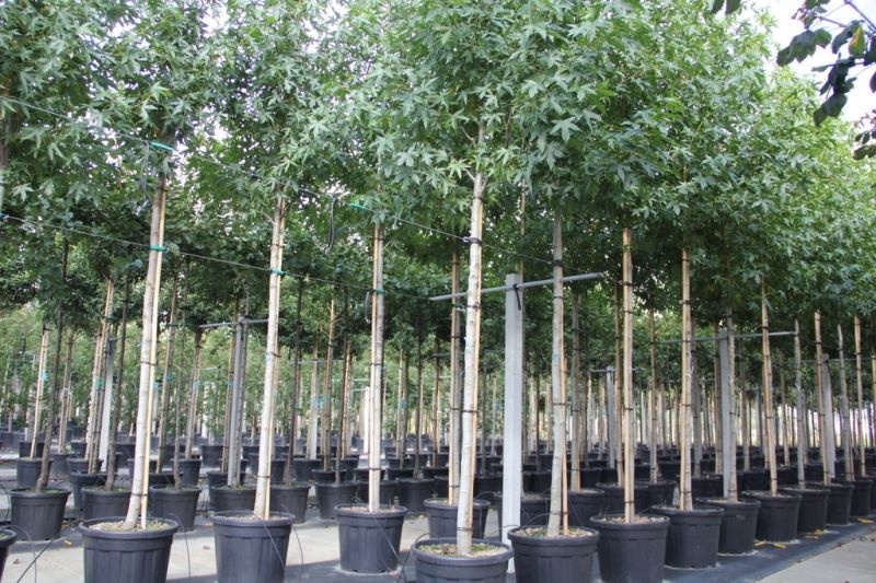 Amberboom 'Worplesdon', Liquidambar styraciflua 'Worplesdon' kopen